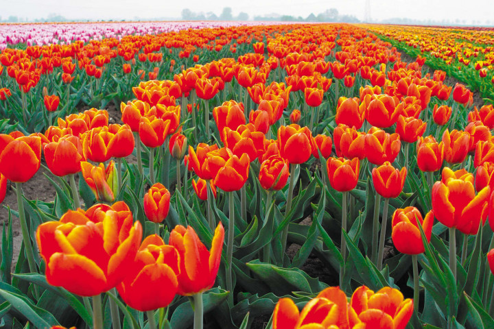 Dutch Bulbfields and the delights of Amsterdam · Mistral Holidays